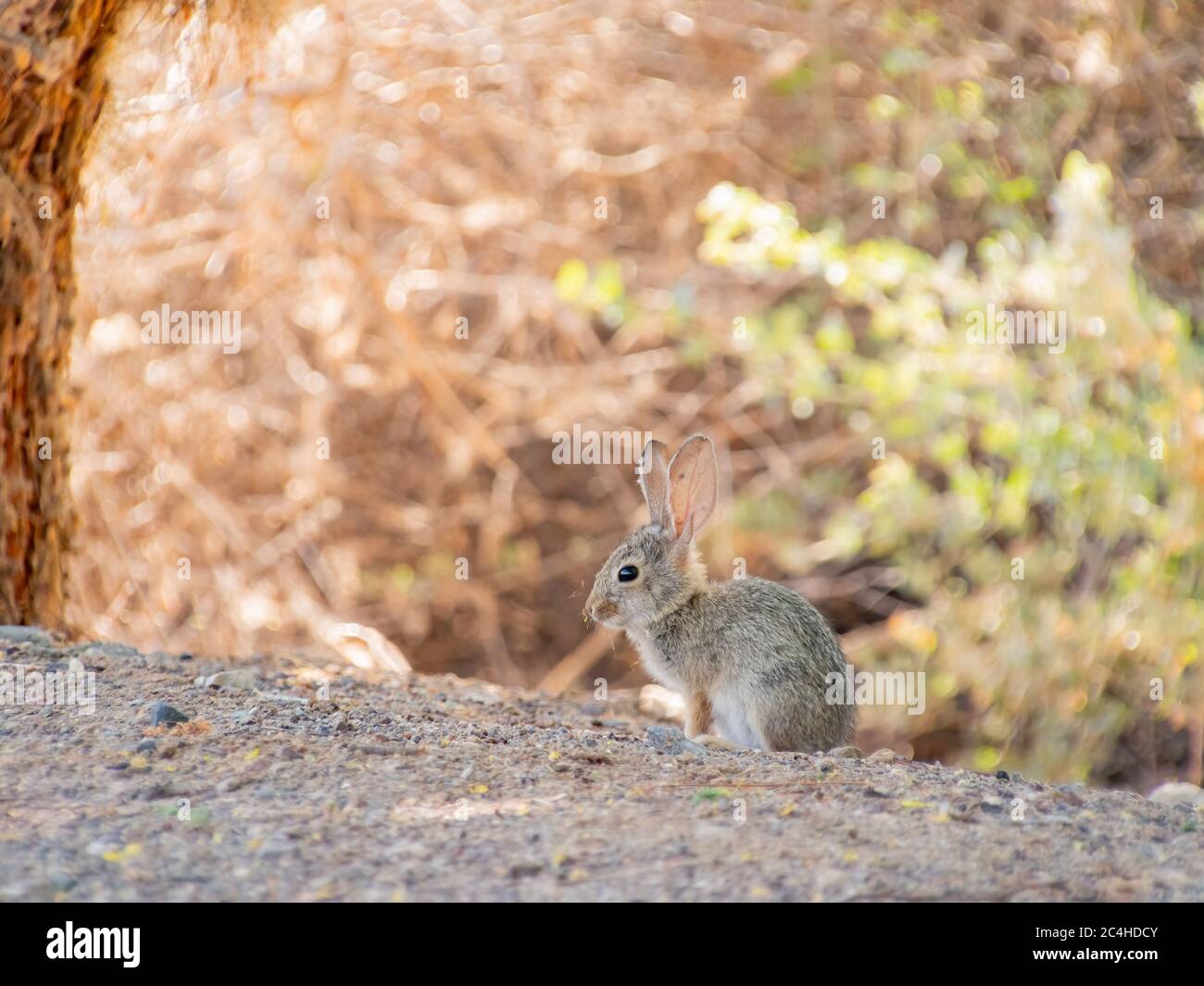 Audubons cottontail rabbits hi-res stock photography and images - Alamy