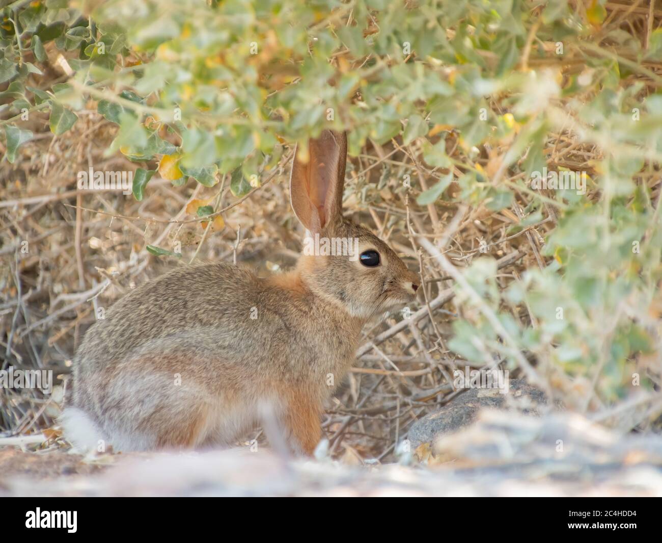 Close up shot of a cute Cottontail rabbit at Las Vegas, Nevada Stock ...