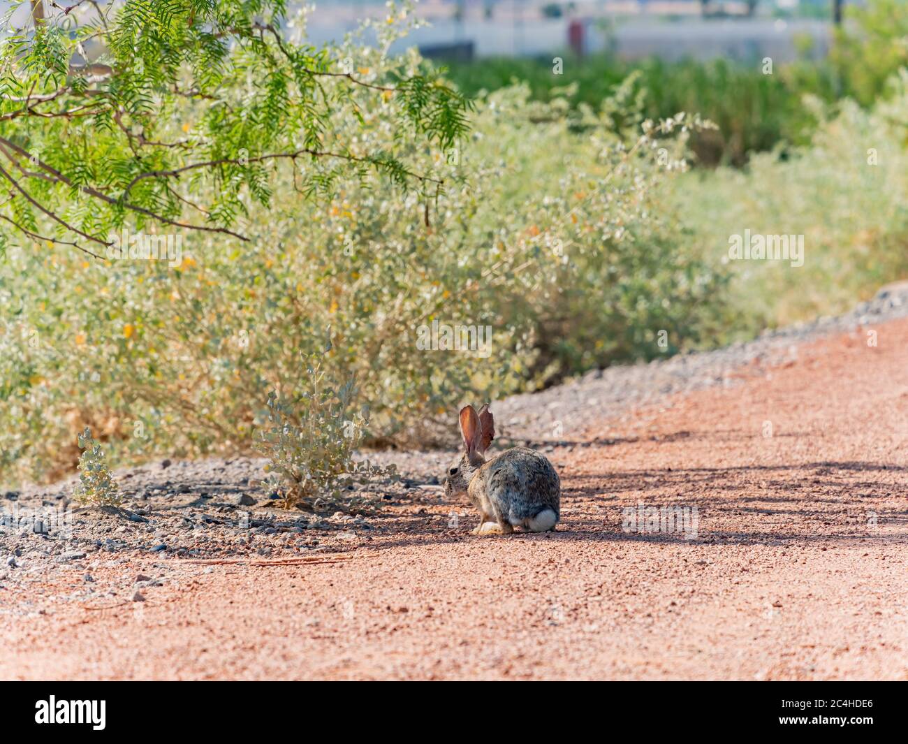 Black tailed jackrabbit las vegas hi-res stock photography and images ...