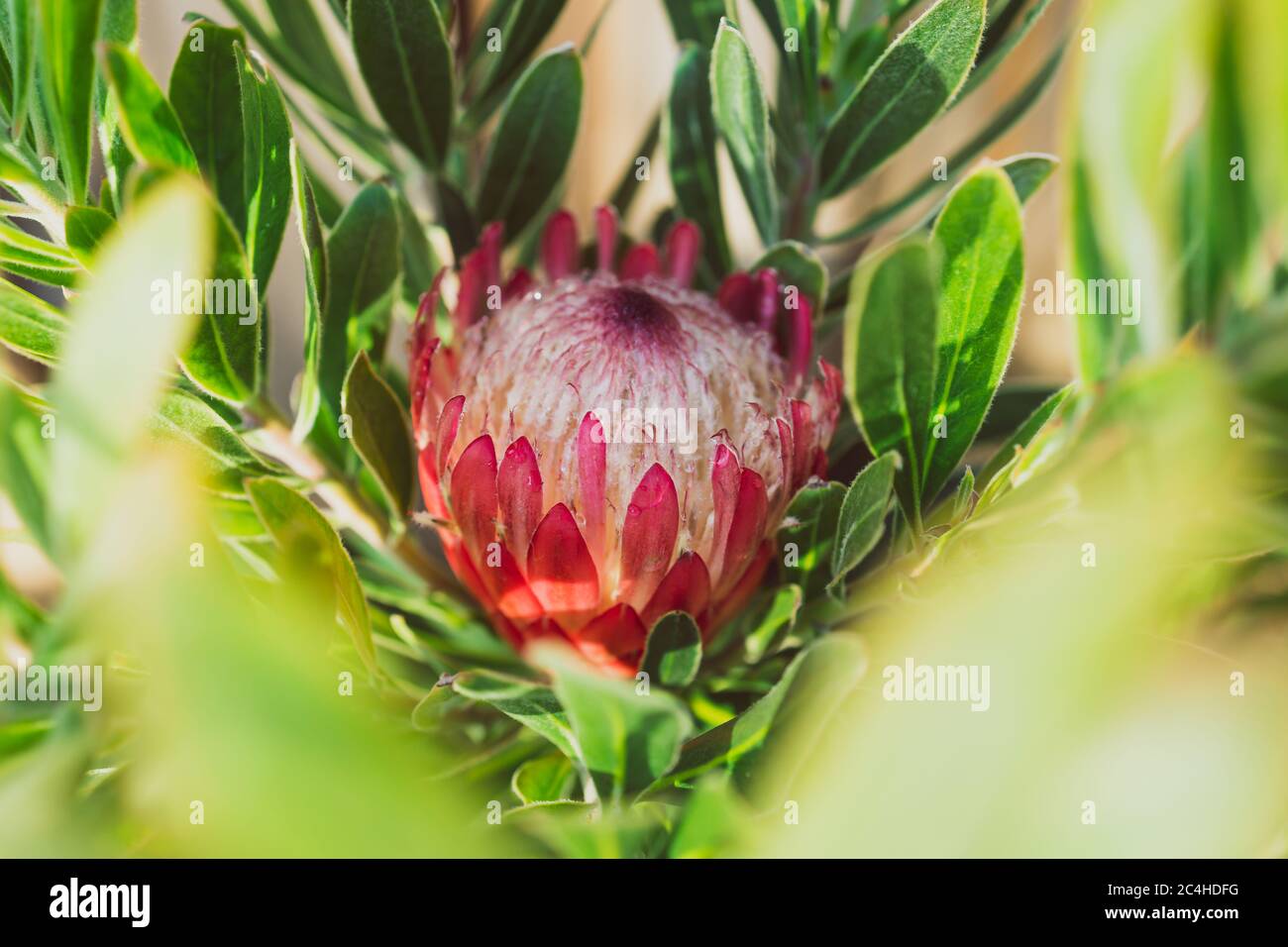 close-up of native African protea plant with pink flower shot at ...