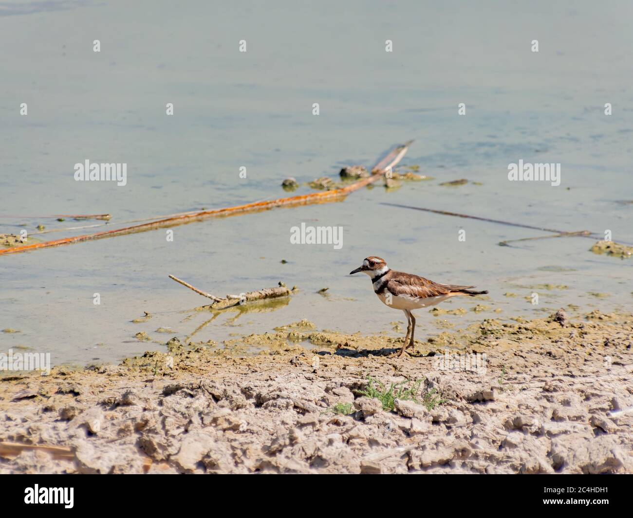 Close up of a cute Plover at Las Vegas, Nevada Stock Photo - Alamy