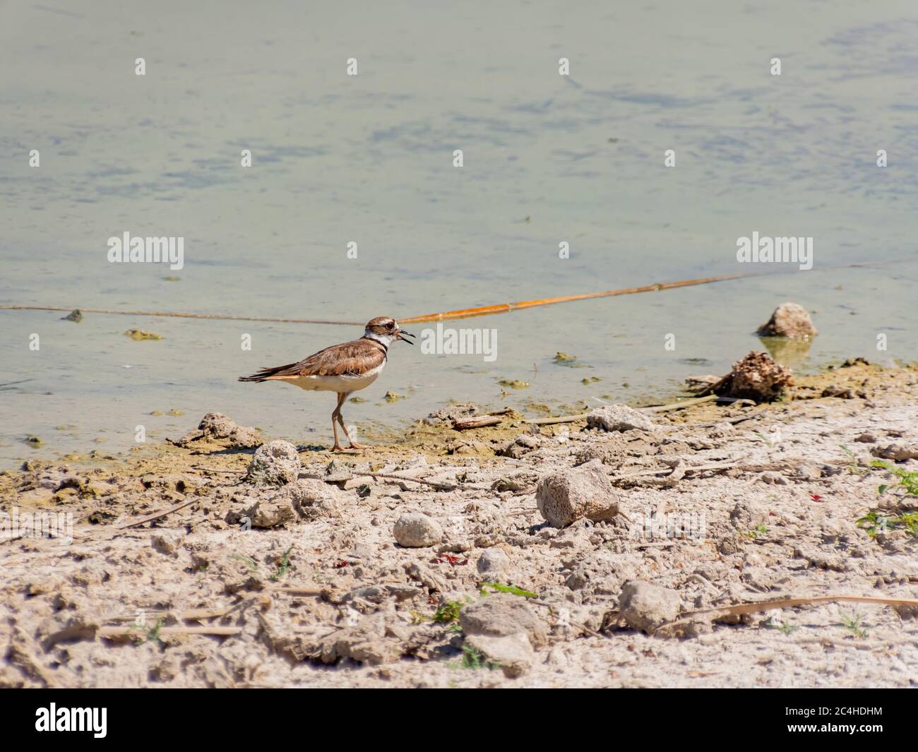 Close up of a cute Plover at Las Vegas, Nevada Stock Photo - Alamy