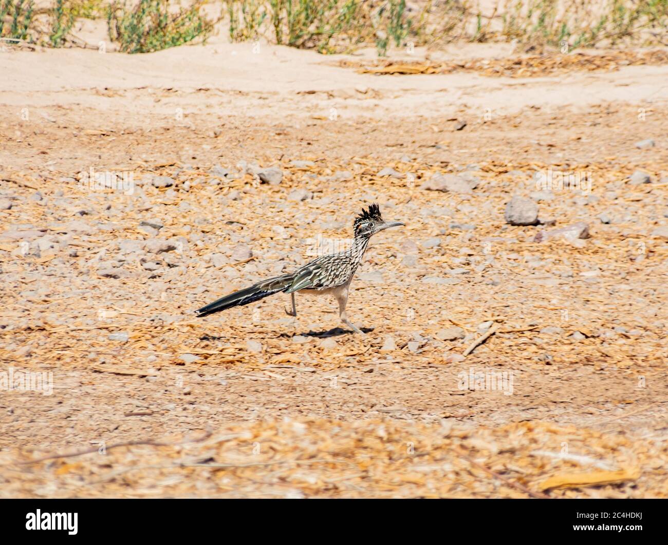 Roadrunner on ground hi-res stock photography and images - Alamy