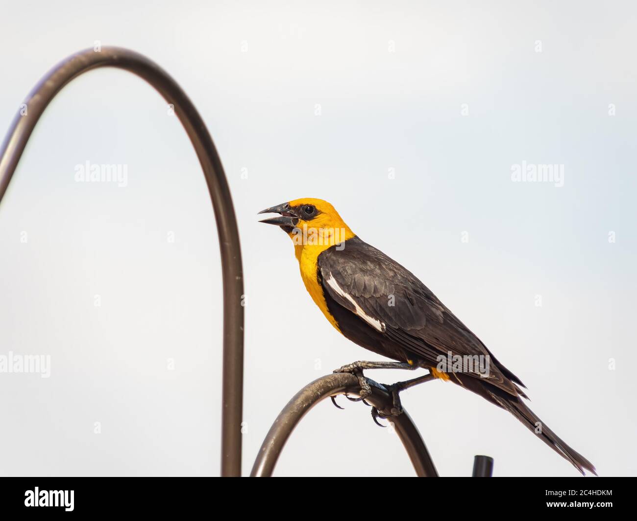 Close up of a cute Yellow-headed blackbird at Las Vegas, Nevada Stock ...