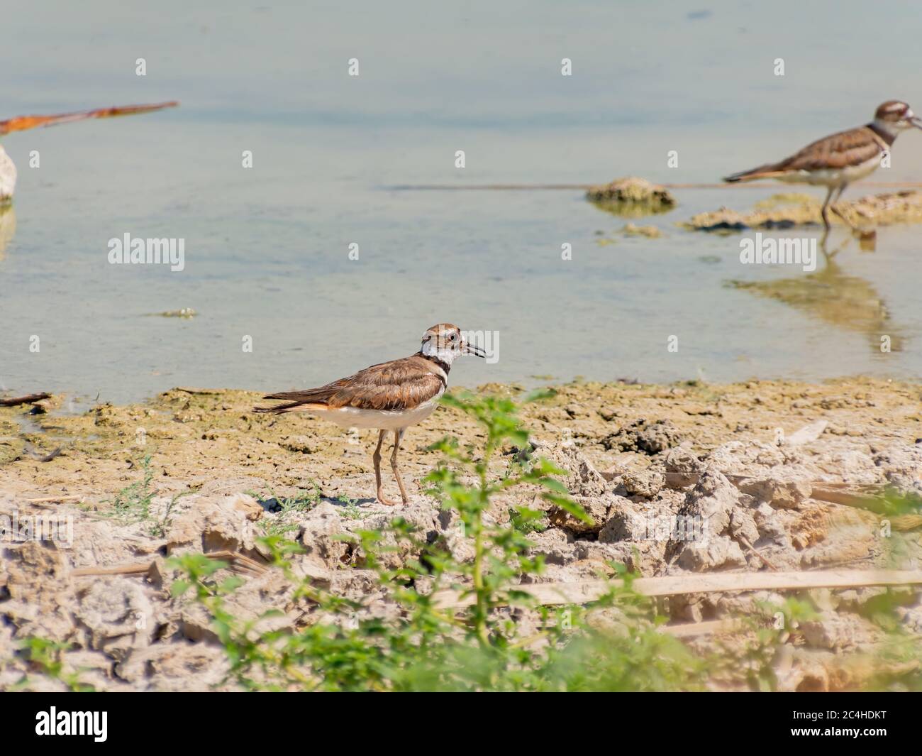Close up of a cute Plover at Las Vegas, Nevada Stock Photo - Alamy