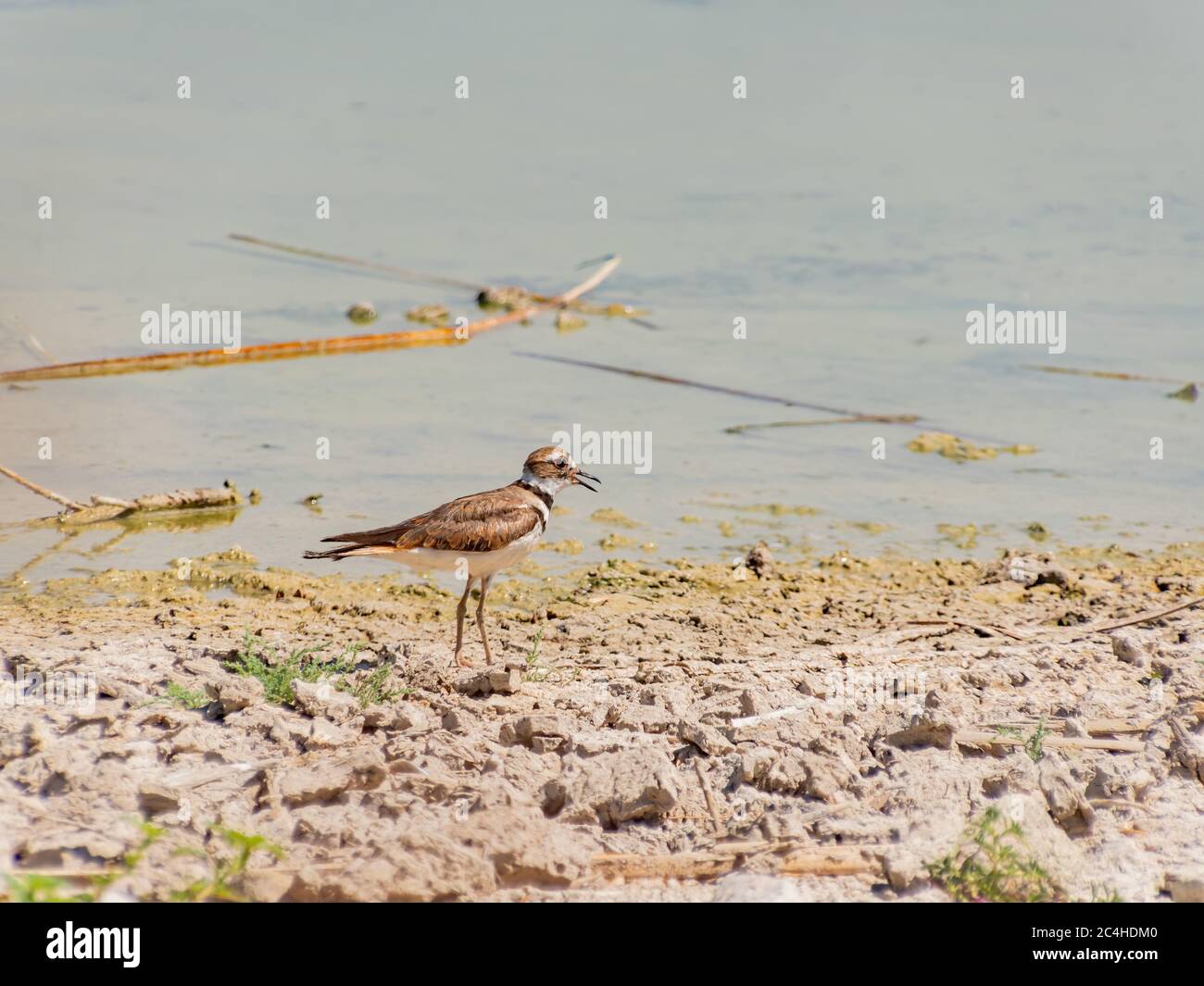 Close up of a cute Plover at Las Vegas, Nevada Stock Photo - Alamy