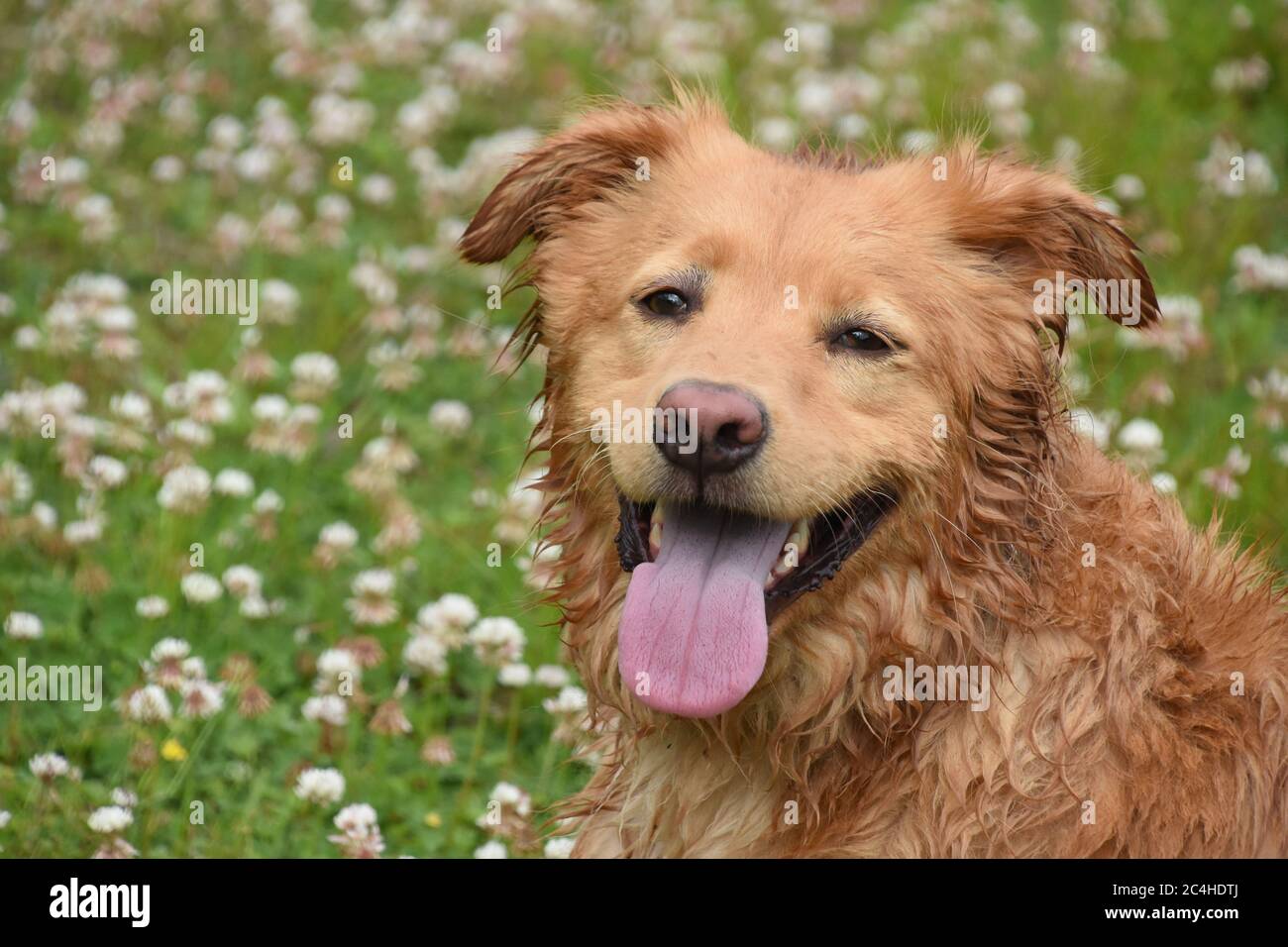 Adorable sweet faced damp duck tolling retriever dog sitting outside ...