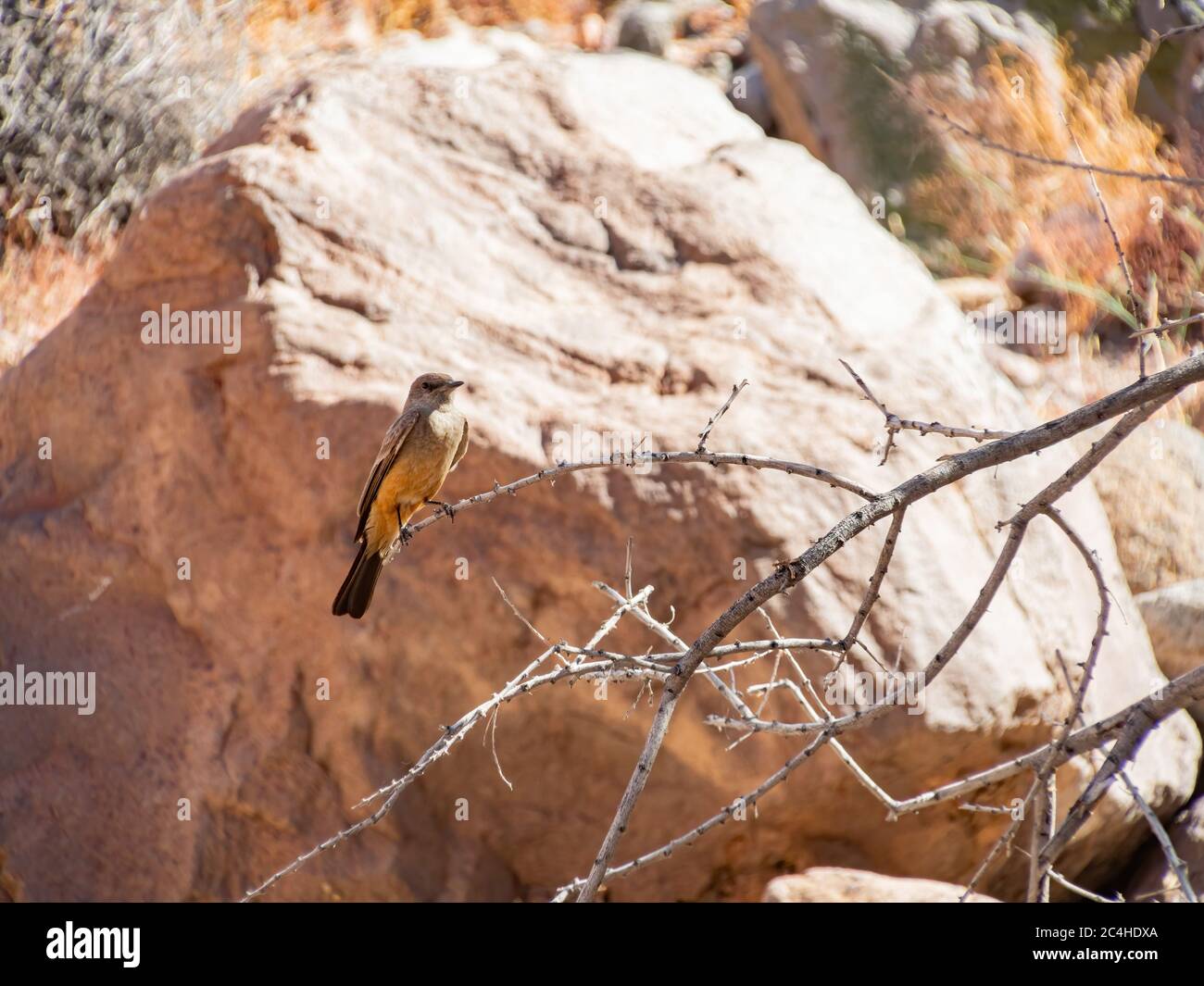Close up shot of a cute Say's phoebe at Las Vegas, Nevada Stock Photo ...