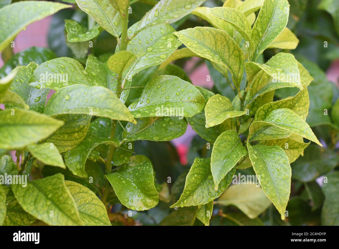 Detail of lemon tree leaves with drops of water Stock Photo - Alamy