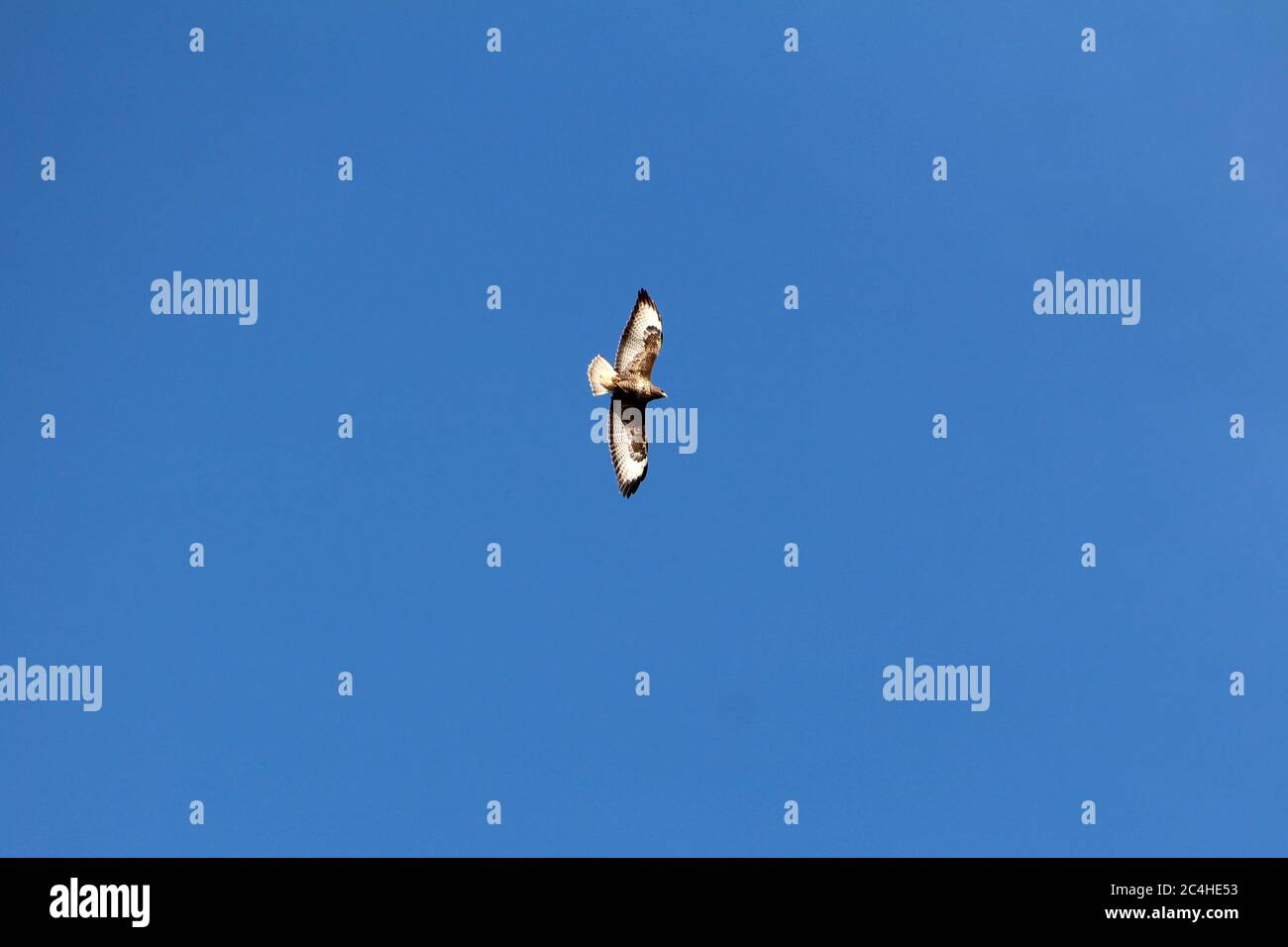 Beautiful mighty single Common Buzzard bird of prey with fully spread ...
