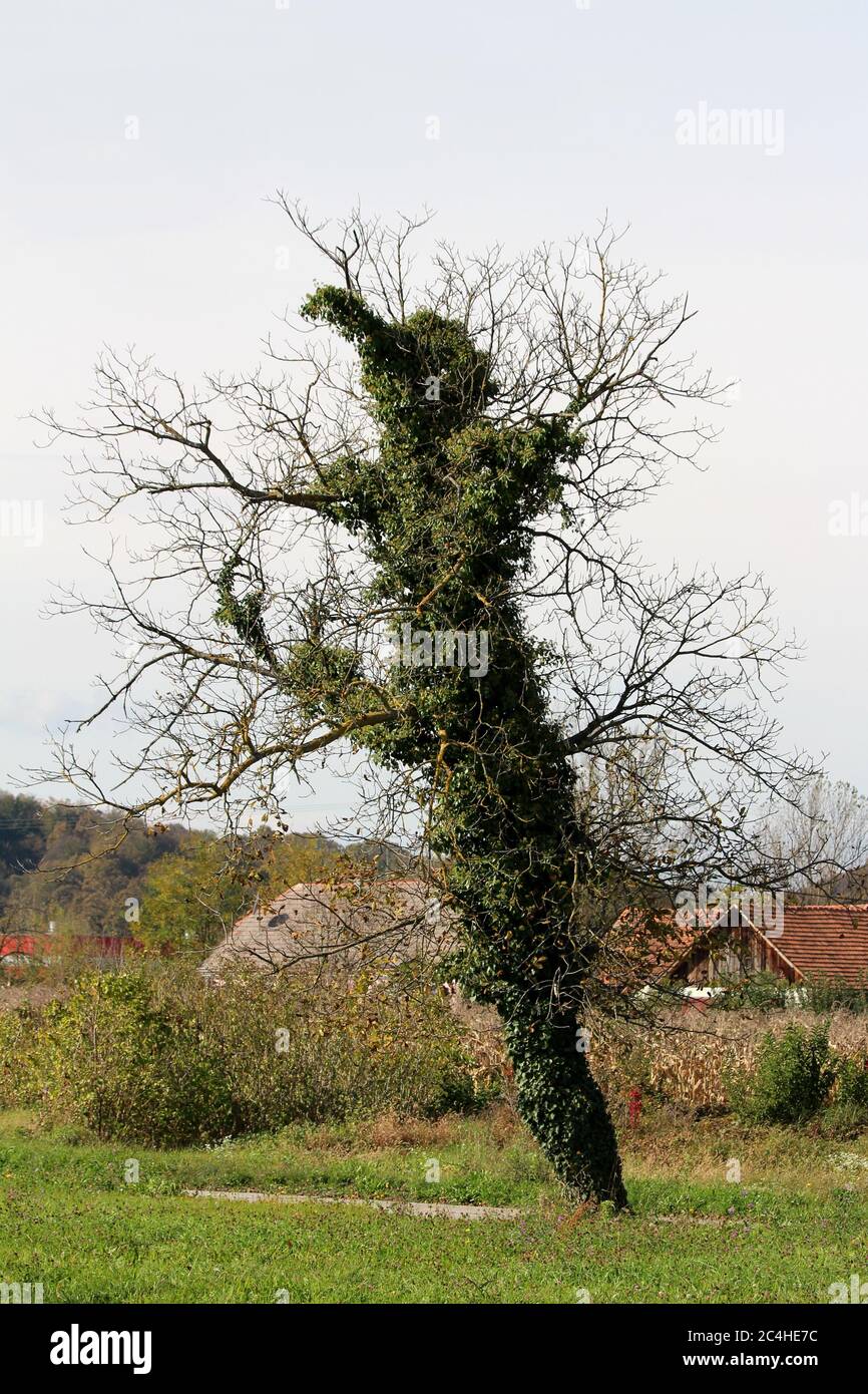 Crawler plants hi-res stock photography and images - Alamy