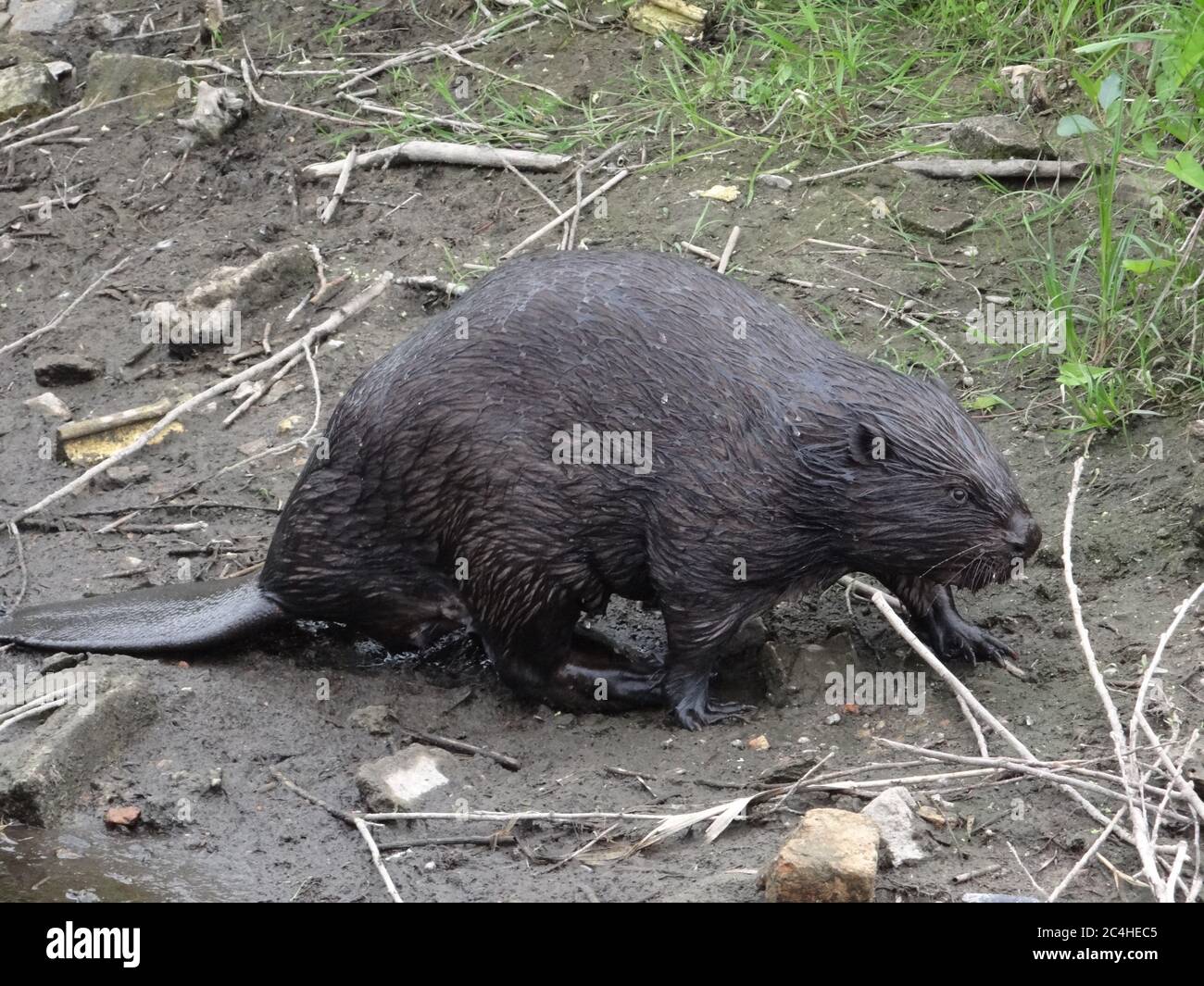 Wild beaver in natural habitat of river Wuhle close to the city of ...