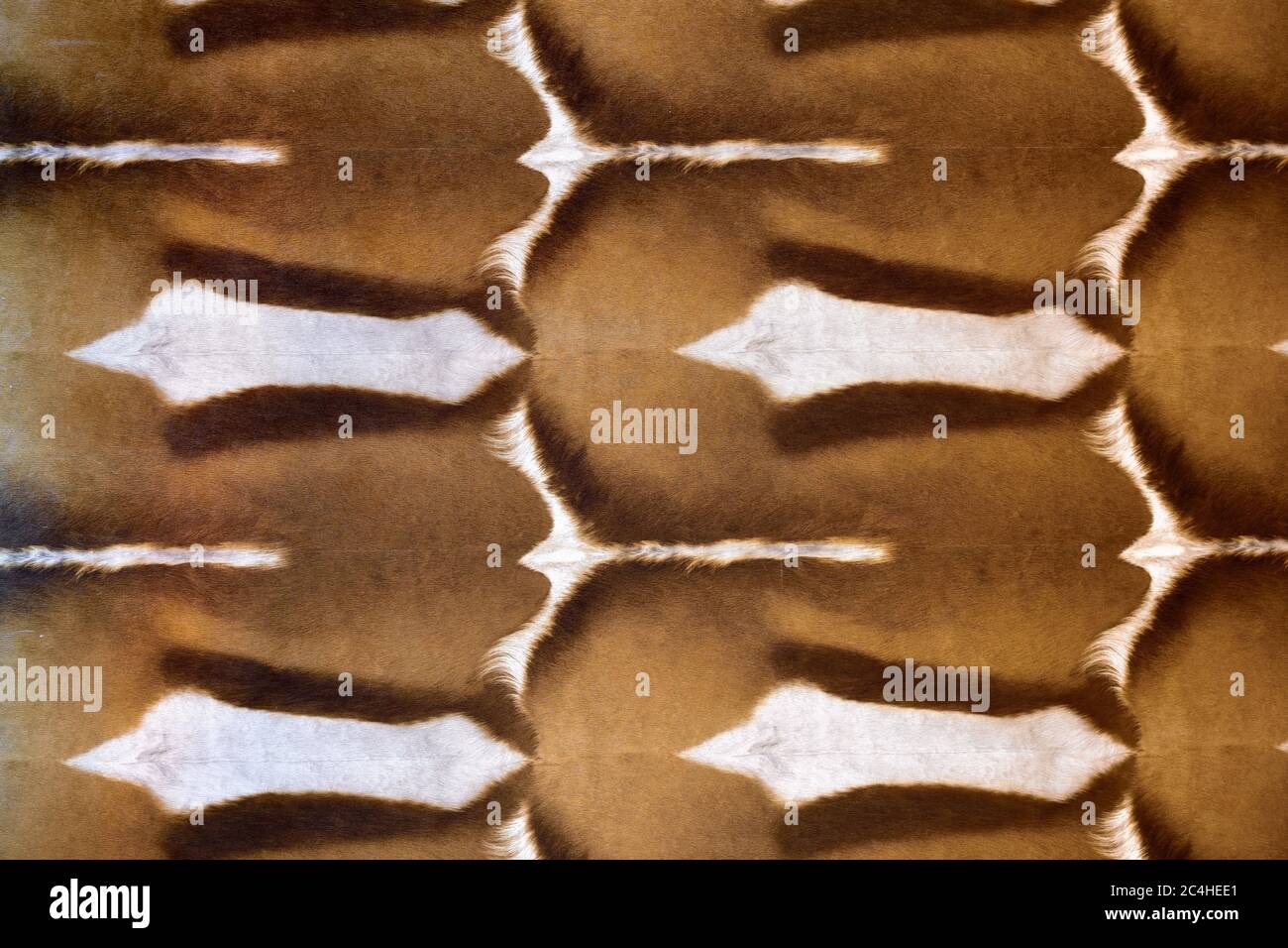 abstract patterns in a closeup view of springbok animal skin Stock ...
