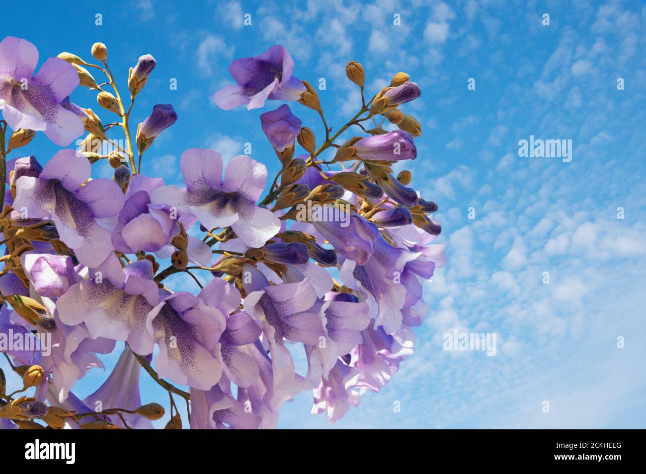Flowers of Paulownia tomentosa tree against blue sky on sunny spring ...