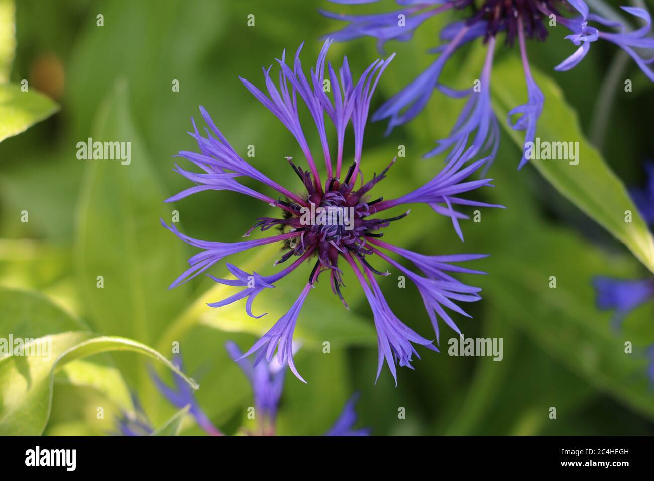 Centaurea montana purple hi-res stock photography and images - Alamy