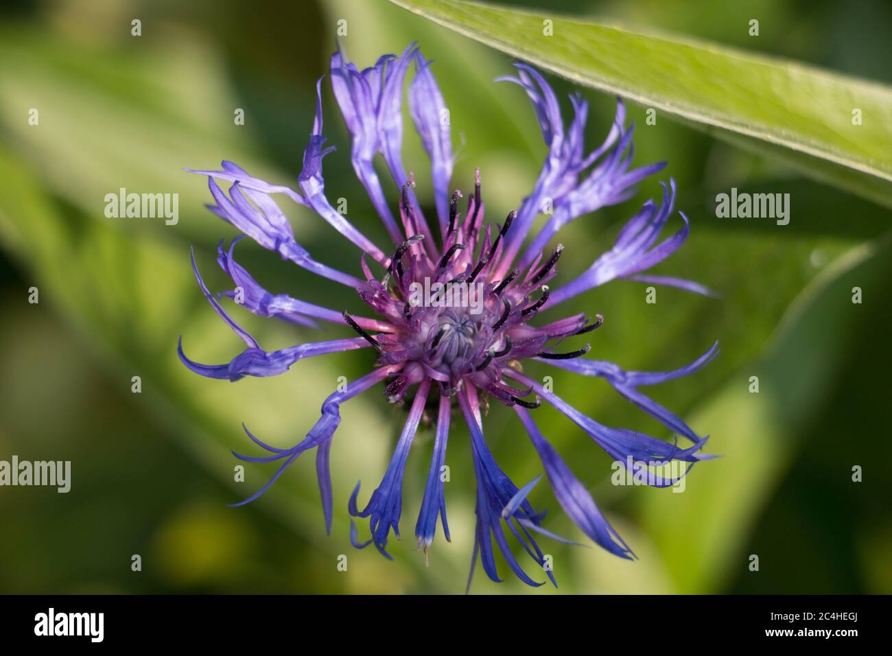 Centaurea montana purple hi-res stock photography and images - Alamy