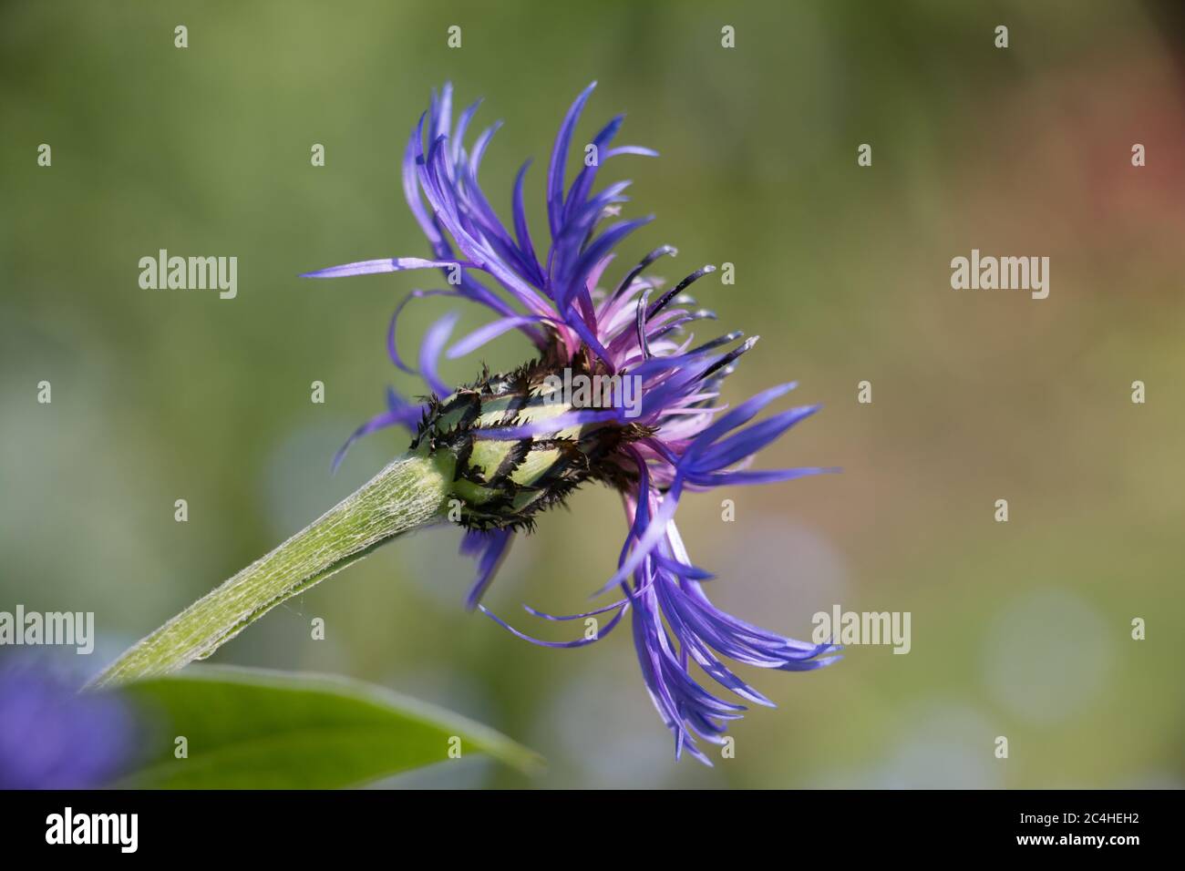 Single purple blue Mountain Cornflower, Centaurea montana or Montane ...