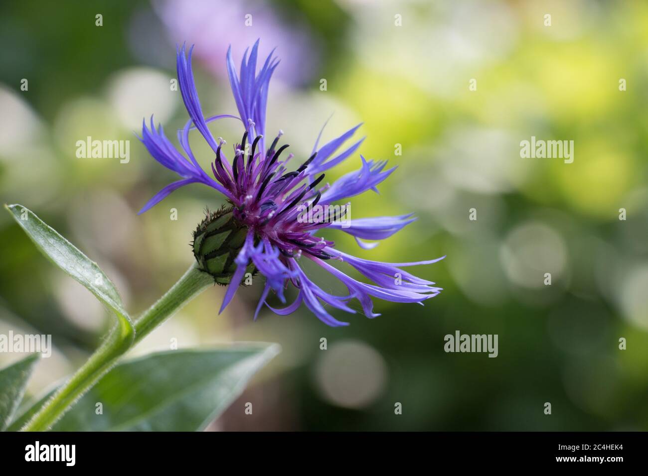 Single purple blue Mountain Cornflower, Centaurea montana or Montane ...