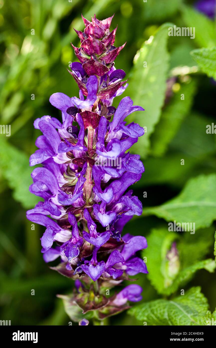 Salvia nemorosa 'Blue Marvel' Stock Photo - Alamy