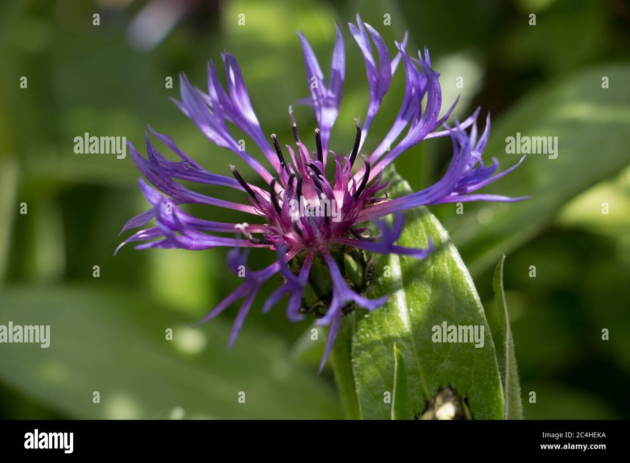 Single purple blue Mountain Cornflower, Centaurea montana or Montane ...