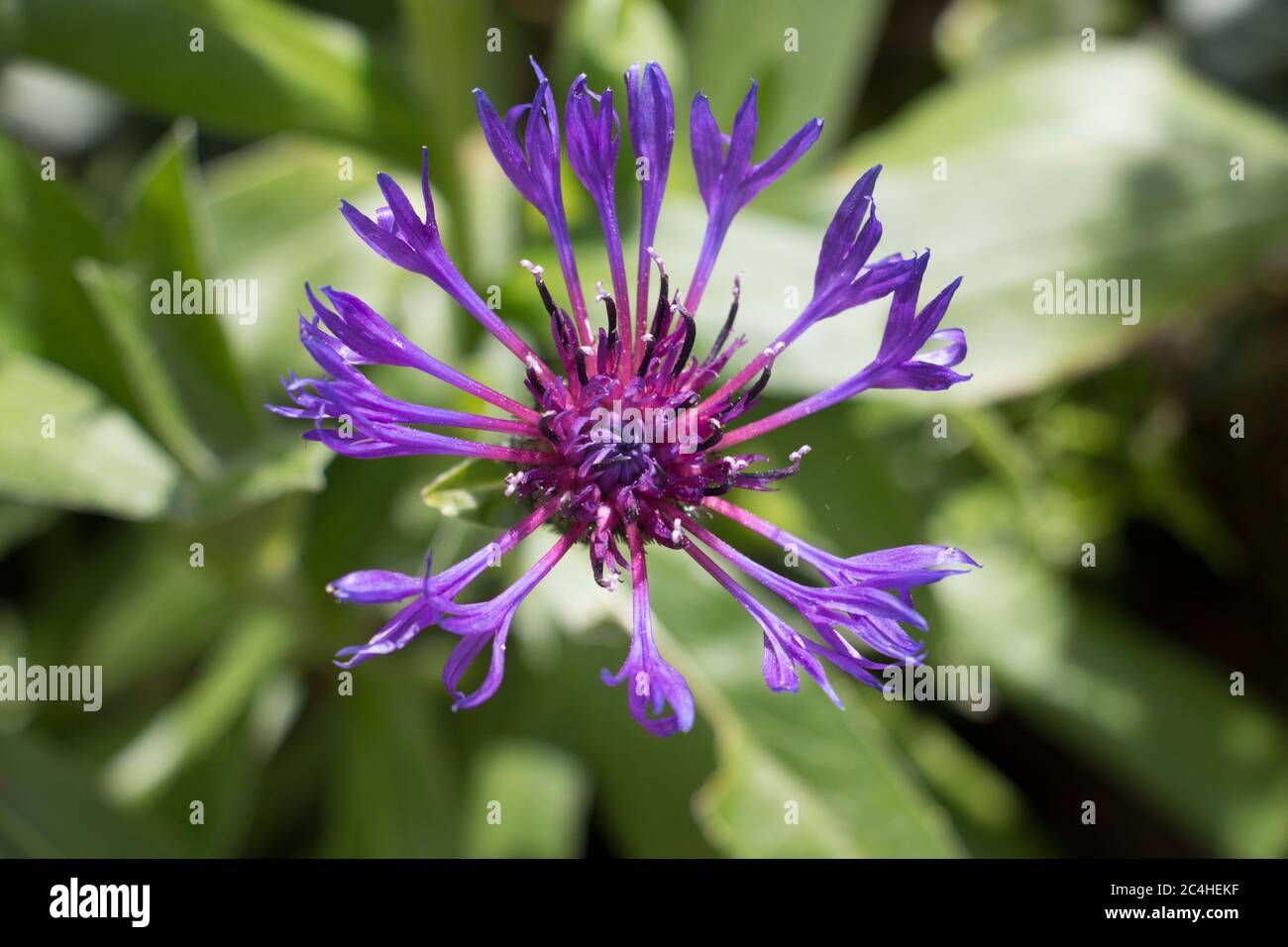 Centaurea montana purple hi-res stock photography and images - Alamy
