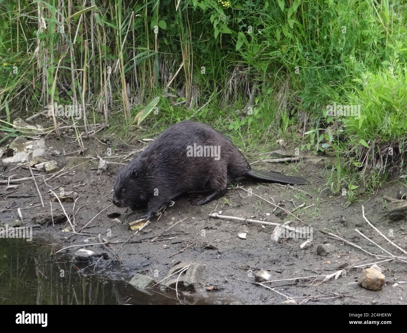 Wild beaver in natural habitat of river Wuhle close to the city of ...