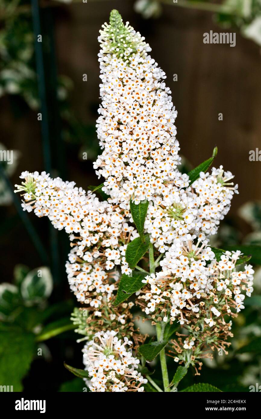 Buddleja Buzz ‘Ivory' Stock Photo - Alamy