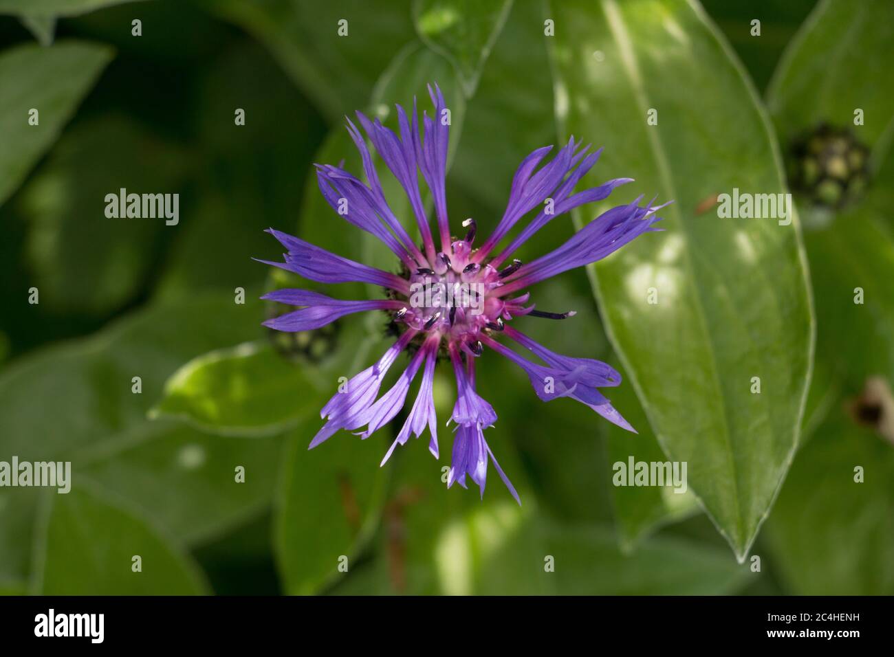 Single purple blue Mountain Cornflower, Centaurea montana or Montane ...