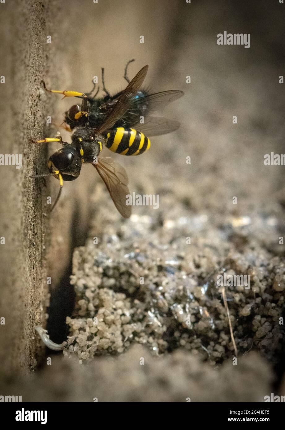 Fly Hunting Digger Wasp High Resolution Stock Photography and Images ...