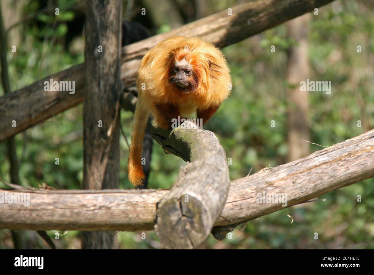 golden tamarin in a zoo in france Stock Photo - Alamy