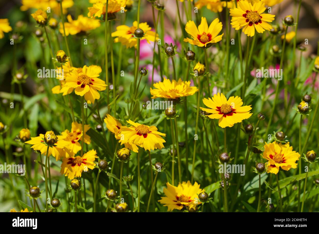 Coreopsis lanceolata ‘Sterntaler’ Stock Photo - Alamy