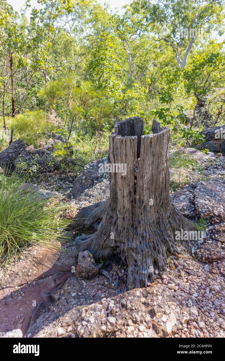 An empty cut off tree trunk in the australian rain forest Stock Photo ...