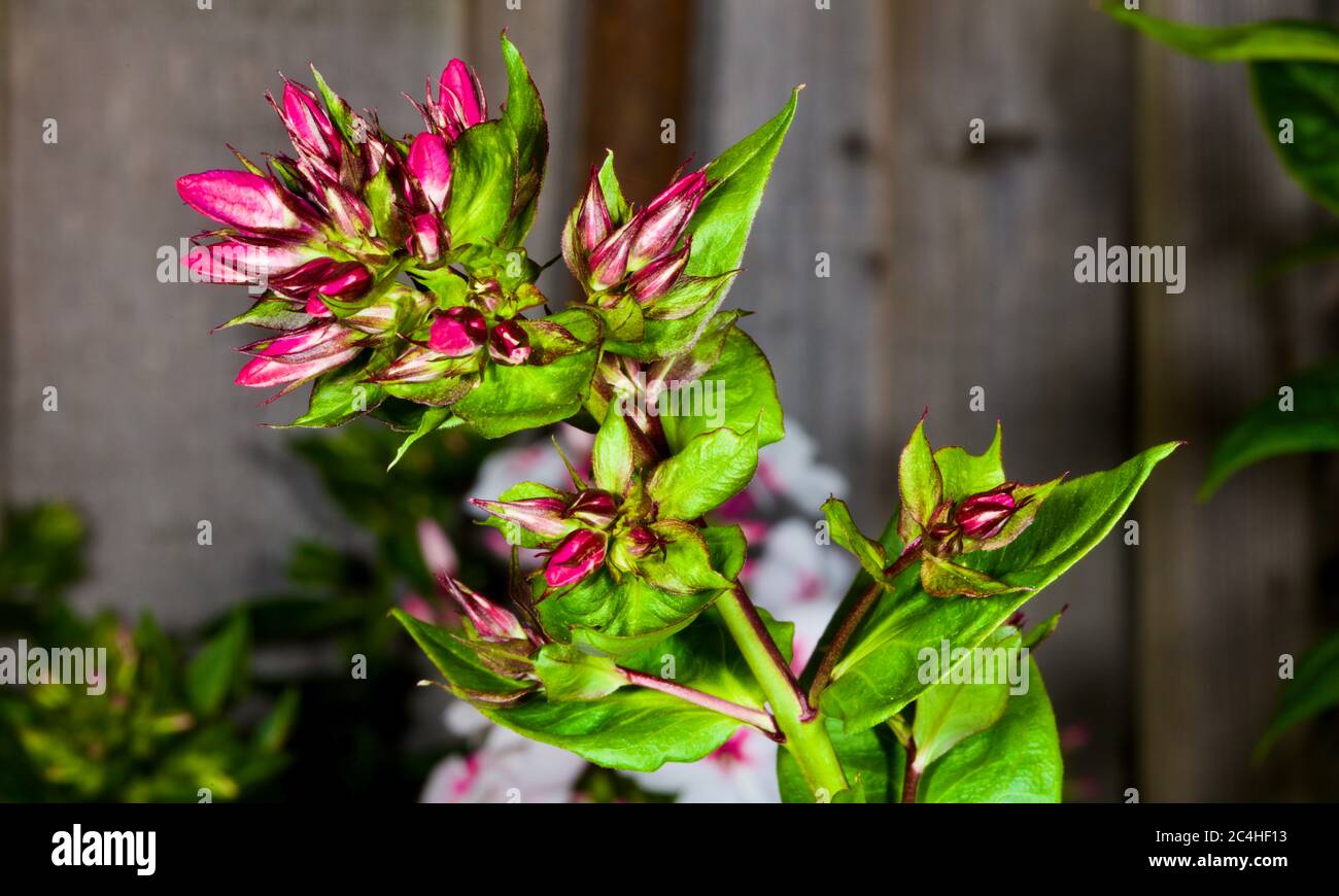 Dark pink eye hi-res stock photography and images - Alamy