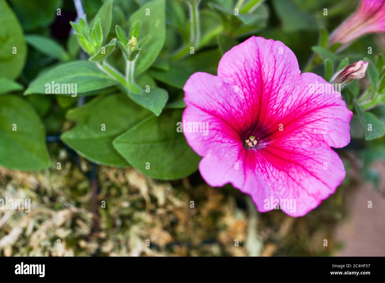 Trailing petunias hi-res stock photography and images - Alamy