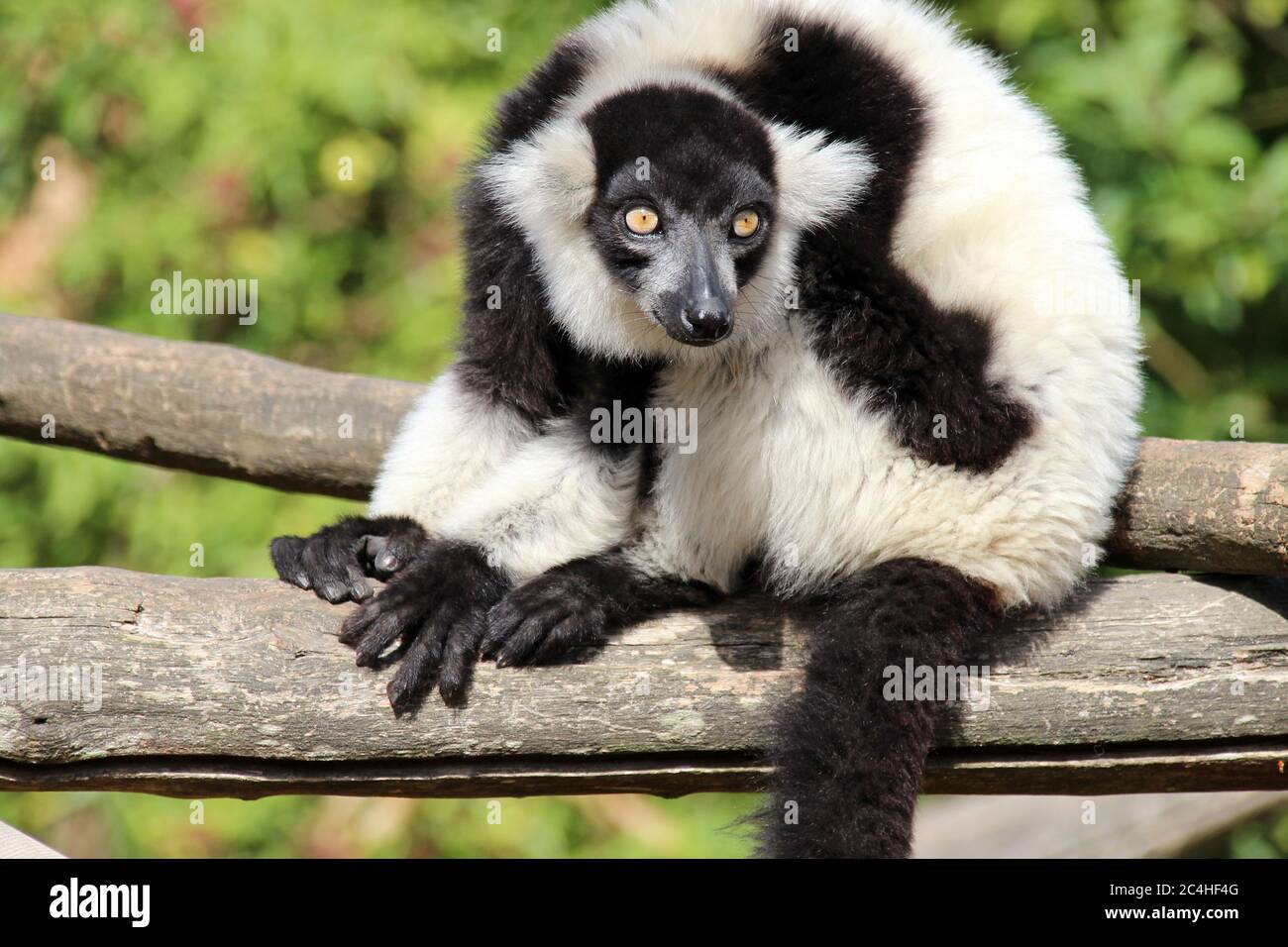 black and white ruffed lemur in a zoo in france Stock Photo - Alamy