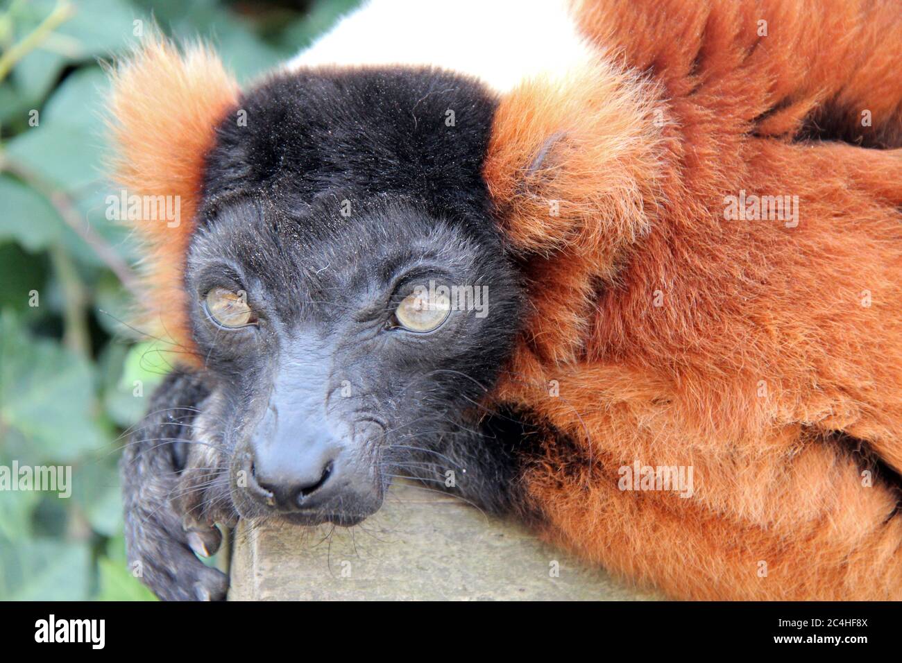Red ruffed lemur enclosure hi-res stock photography and images - Alamy