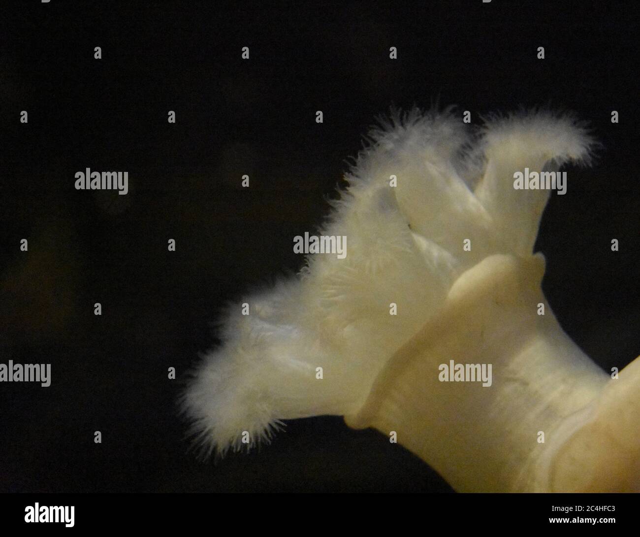 Underwater photography of a cute sea anemones tentacles Stock Photo - Alamy