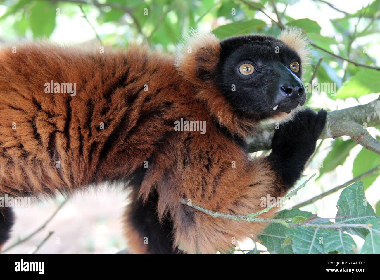 red ruffed lemur in a zoo in france Stock Photo - Alamy