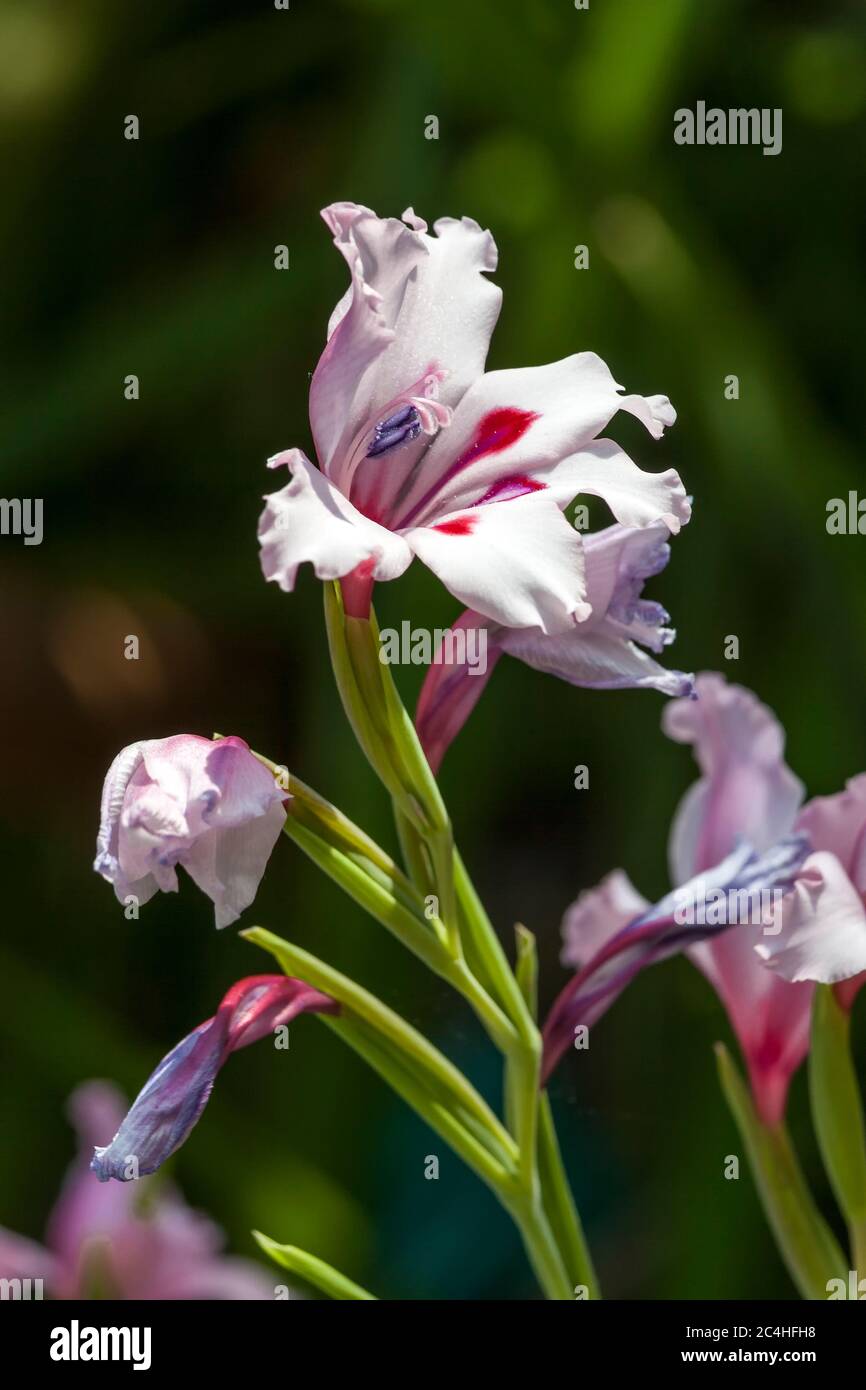 Gladiolus carneus a spring pink crimson red perennial bulbous flower ...