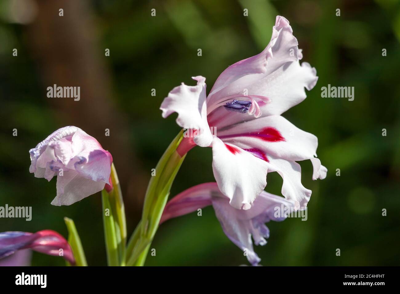 Gladiolus carneus a spring pink crimson red perennial bulbous flower ...