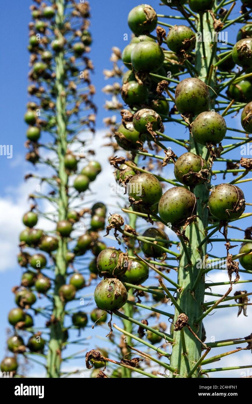 Seed pod hi-res stock photography and images - Alamy