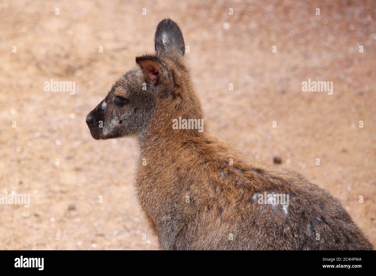 wallaby in a zoo in france Stock Photo - Alamy