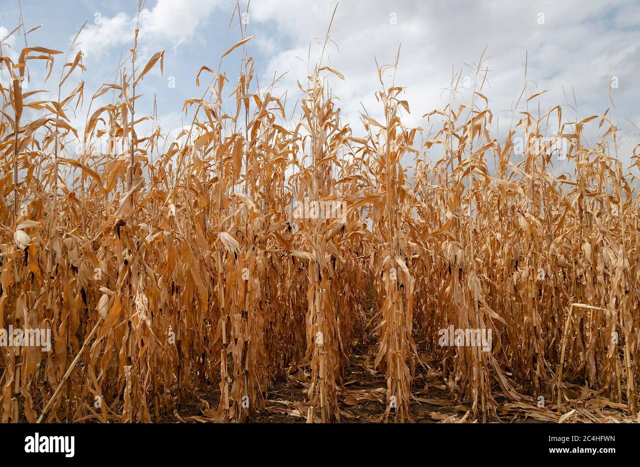 Golden corn field in the eastern Bulgaria Stock Photo - Alamy