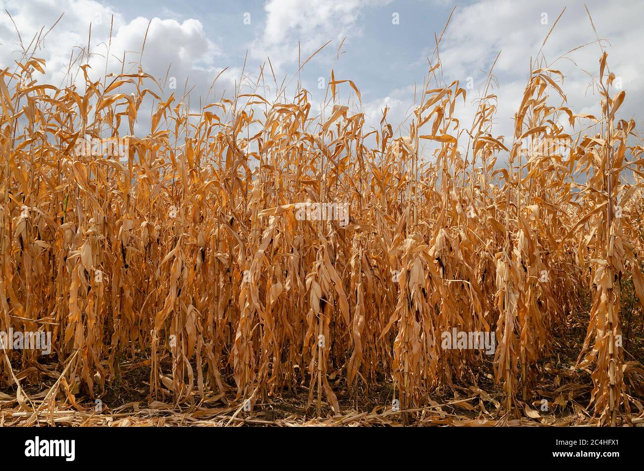 Golden corn field hi-res stock photography and images - Alamy
