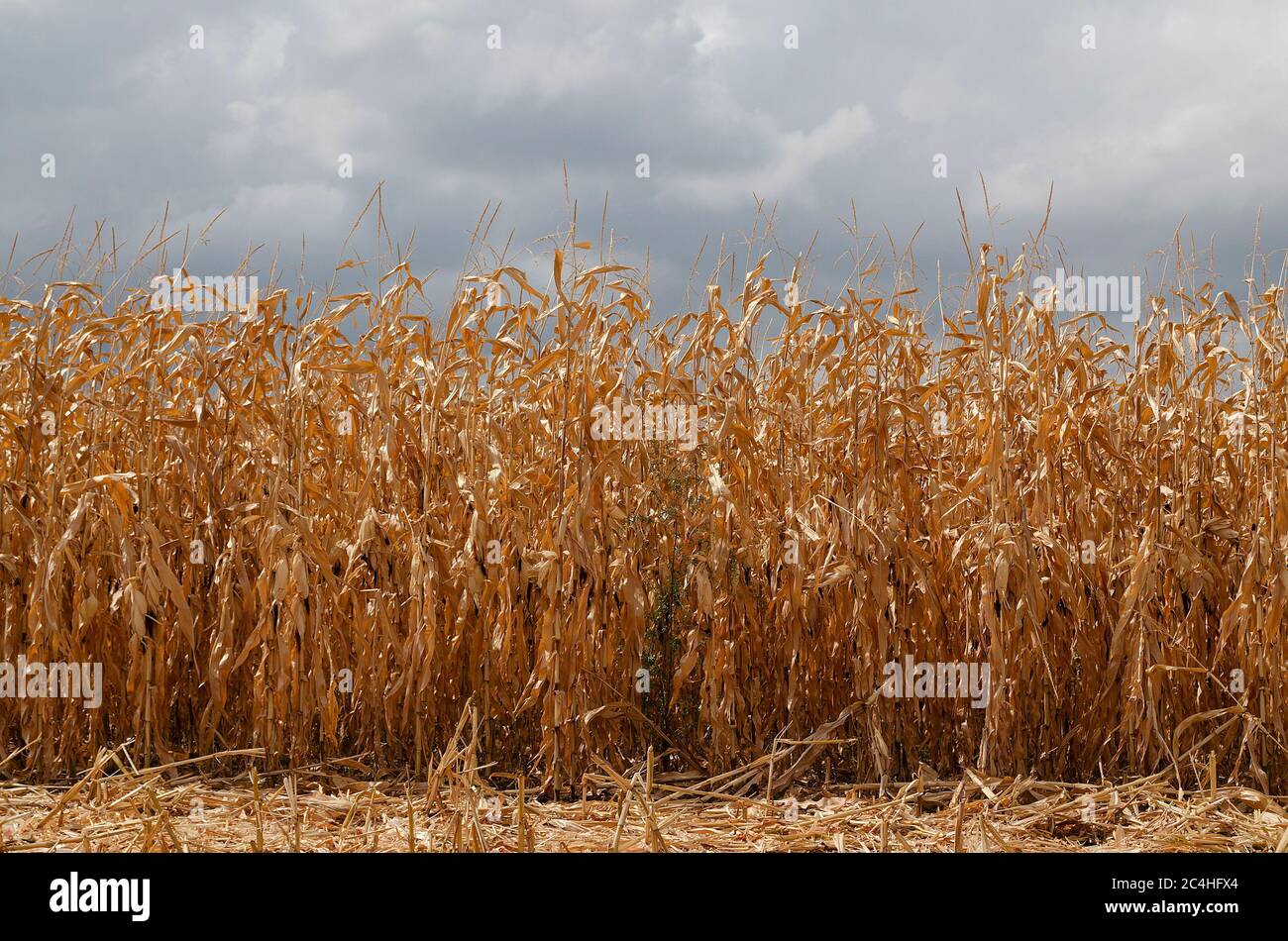 Golden corn field hi-res stock photography and images - Alamy