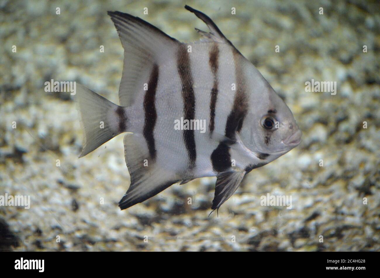 Beautiful striped Atlantic spadefish swimming on the ocean floor Stock ...