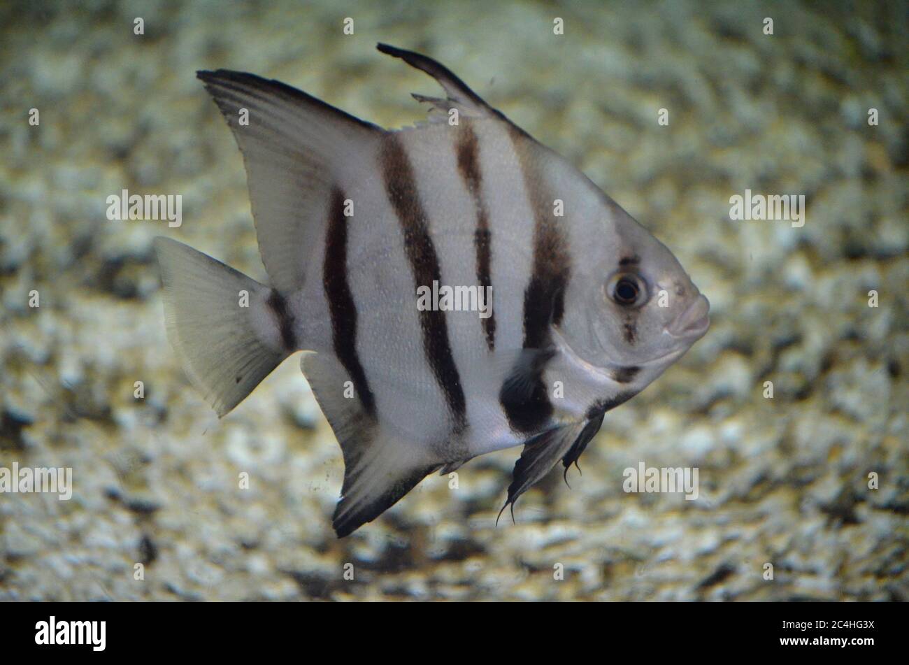 Great spadefish swimming under the water in the ocean Stock Photo - Alamy