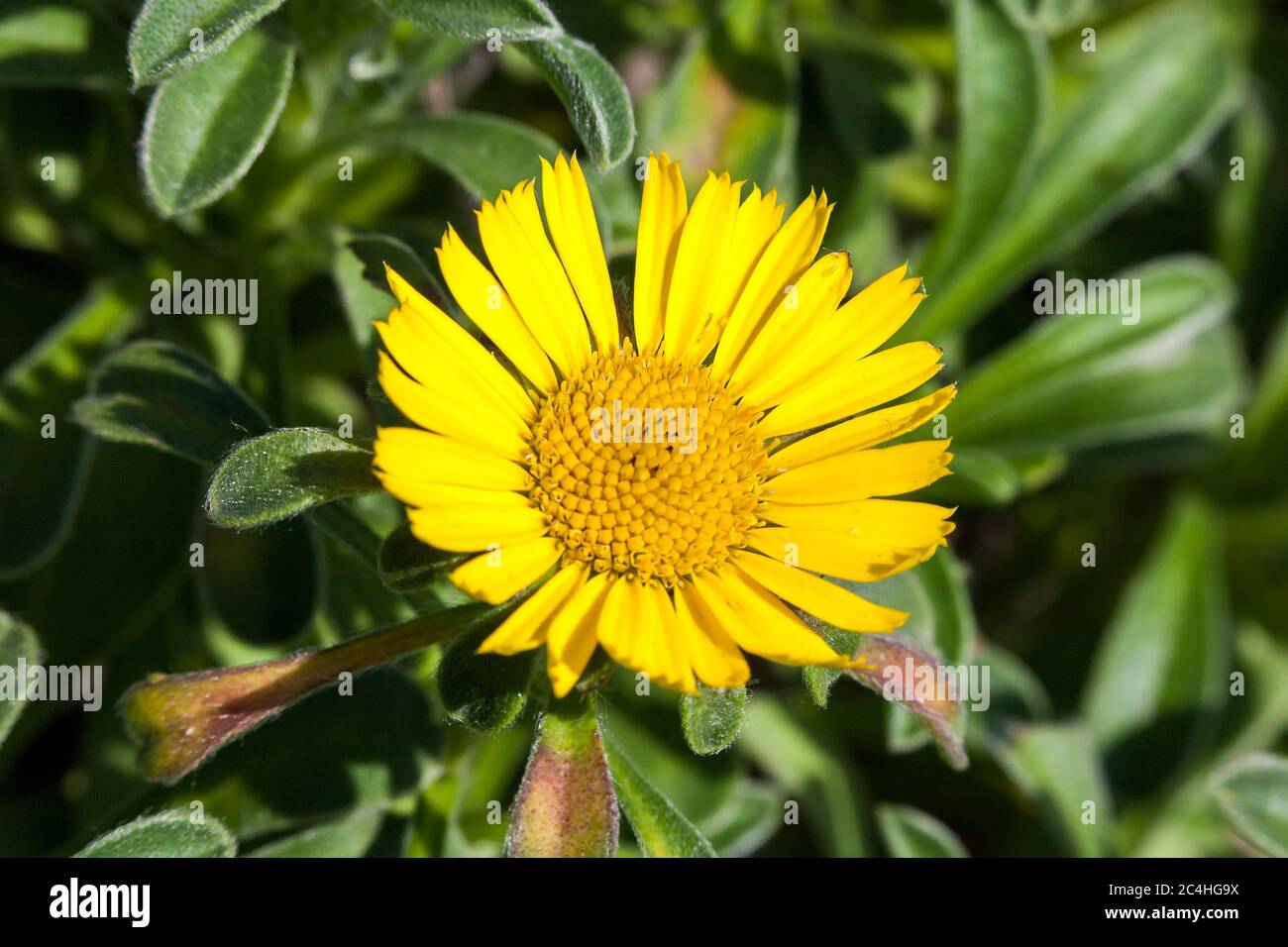 Pallenis maritima a Canary Islands flower plant commonly known as beach ...