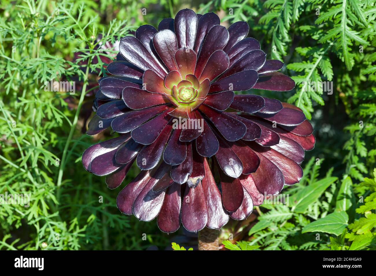 Aeonium a Canary Islands flower plant commonly known as tree houseleek ...