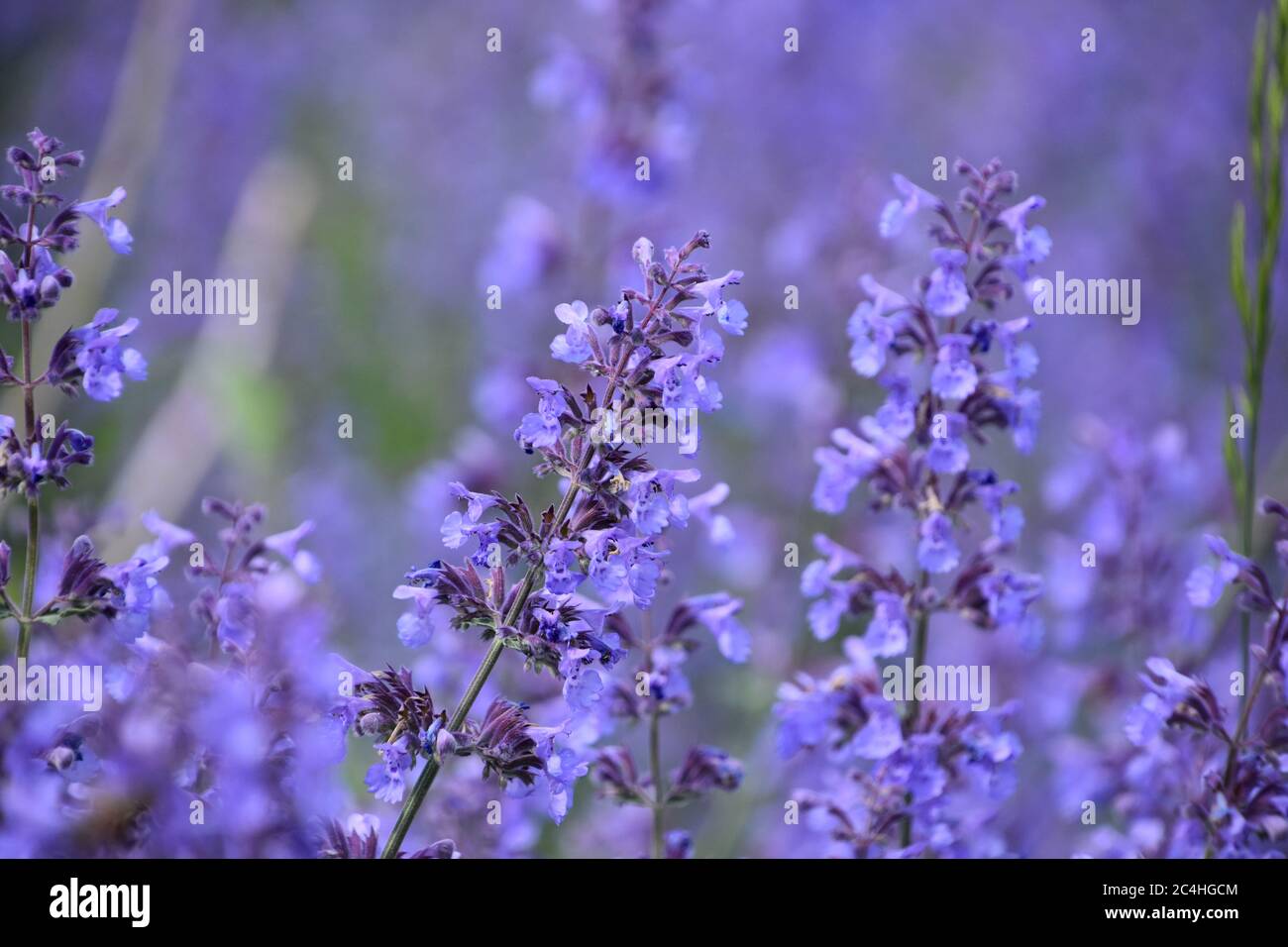 Purple catnip plants in a garden all in bloom Stock Photo - Alamy